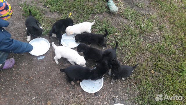 Отдам щенят помесь немецкой овчарки в добрые и заб