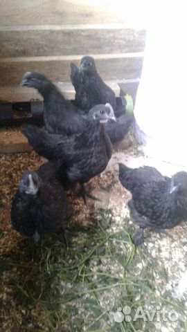 Петух Ухейилюй