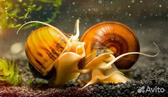 Улитка ампулярия