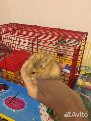 Джунгарский хомяк