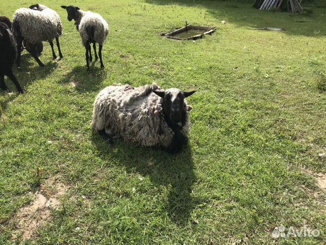 Овцы Романовской породы ; на разведение