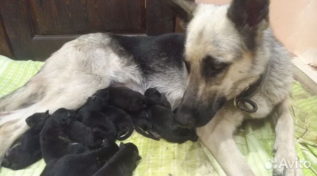Продам щенят Восточноевропейской овчарки