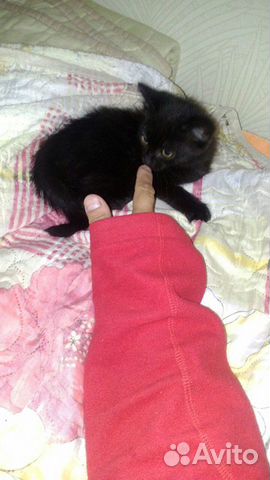 Отдам котёнка в хорошие руки