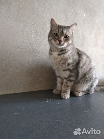 Кот шотландский в дар
