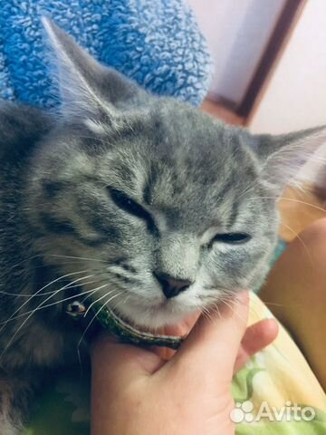 Кот 6 месяцев