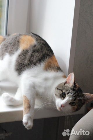 Молодая трёхцветная кошка в добрые руки