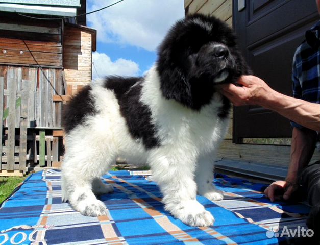 Бело-черный щенок ньюфаундленд