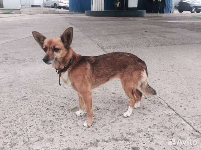 Разыскиваются хозяева