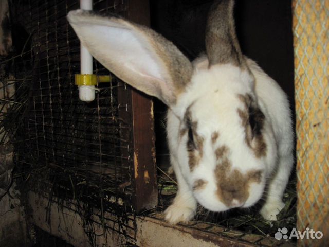 Кролик Бабочка самец