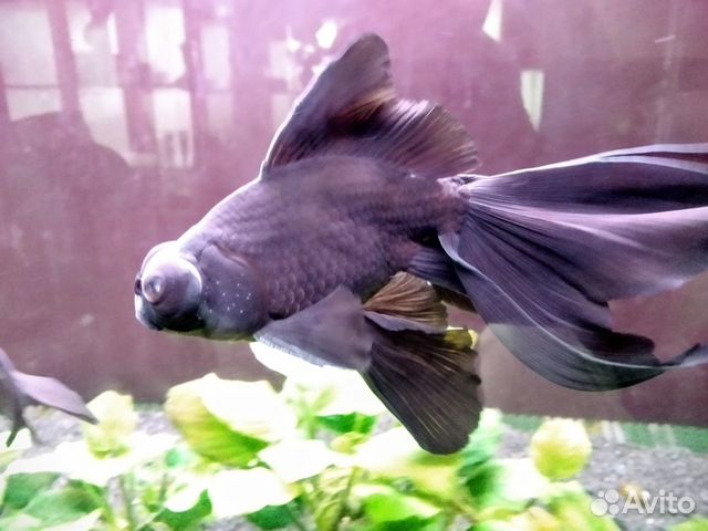 Аквариумные рыбы Телескопы