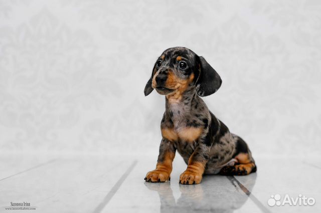 Гладкошерстстная кроличья такса