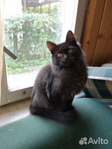 Котенок Флинт в дар