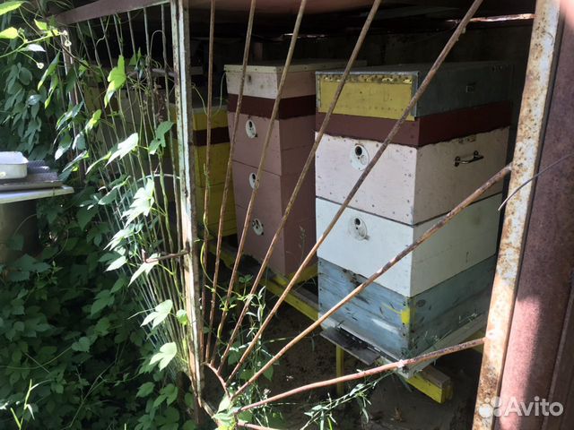 Пчелы и улики