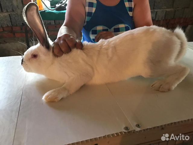 Продаются порода кроликов серый великан, самцы и с