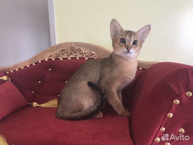 Чаузи кошечка Анет