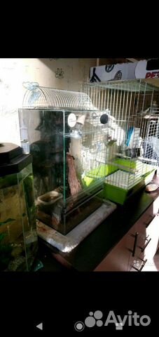 Квакши, лягушки, террариум