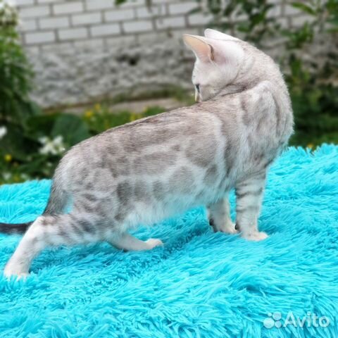Бенгальские котята в ваши семьи