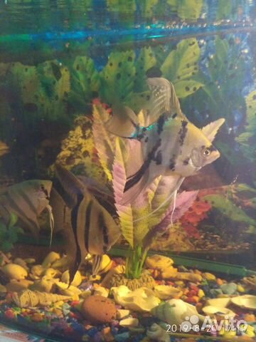 Скалярии 3шт