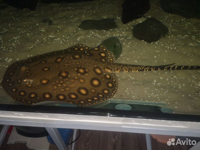 Скат гибрид Хенли/обмен