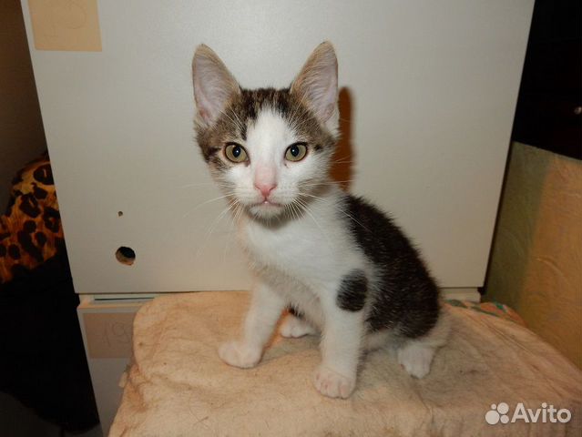 Веселый котенок Клоп