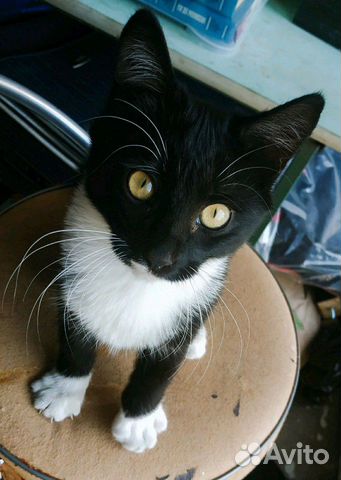 Очень ласковый котёнок