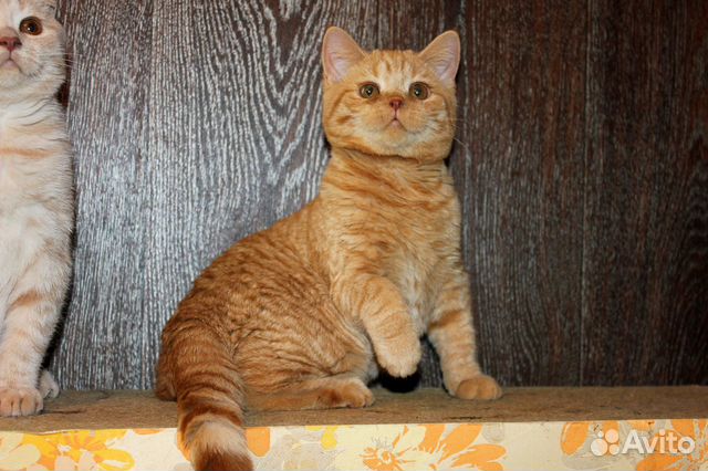 Хочу представиться Лёнчик