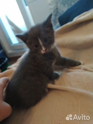 Котенок