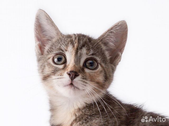 Котенок девочка 6 месяцев, домашнего воспитания