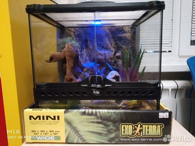 Геккон и террариум