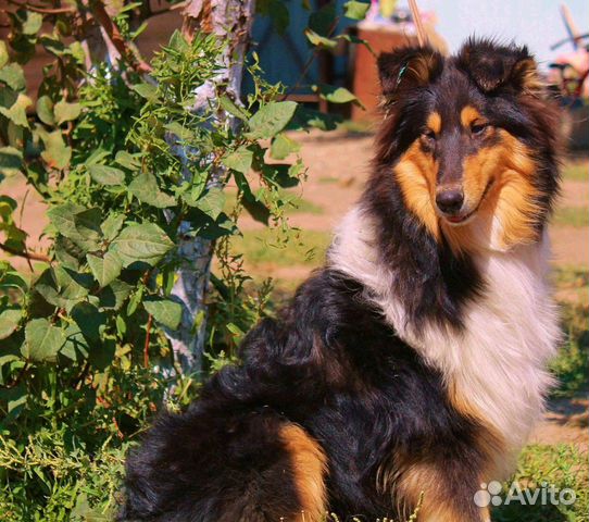 Продается щенок колли