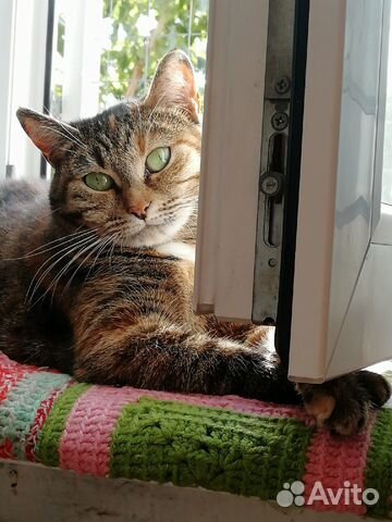 Красавица кошка Китти в добрые руки