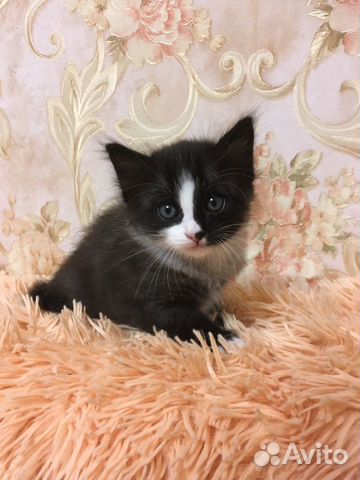 Котята (трёхцветная и черно-белые)