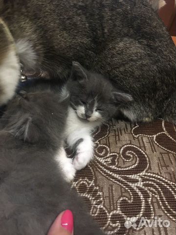 Отдам в добрые руки котят от матери-крысоловки