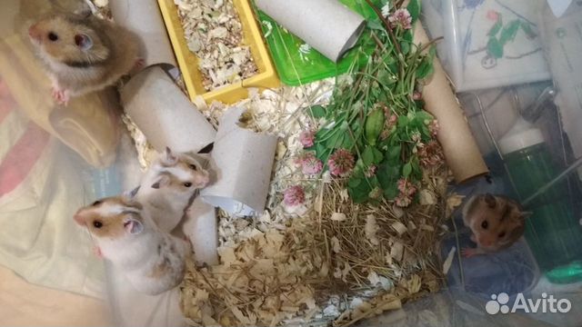 Золотые хомяки