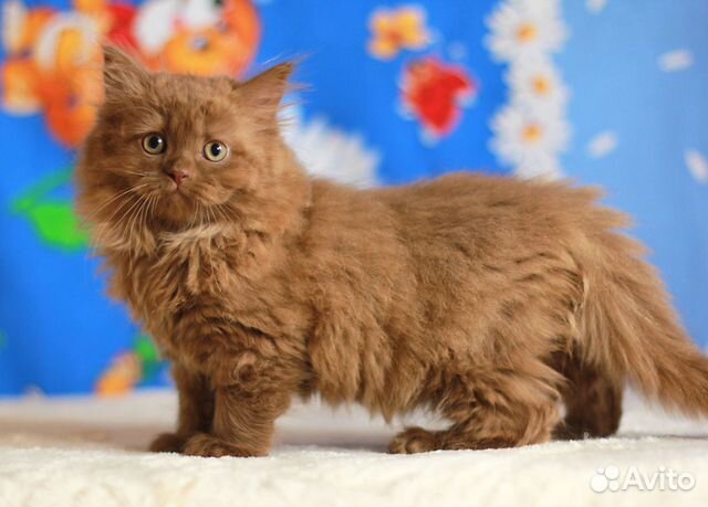 Солнечная д.ш. британочка окраса циннамон