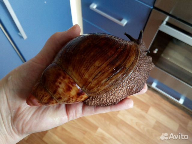Улитка Архахатина Маргината Сутуралис ф3