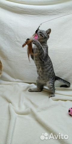 Васёк- Котёнок мальчик 3 месяца