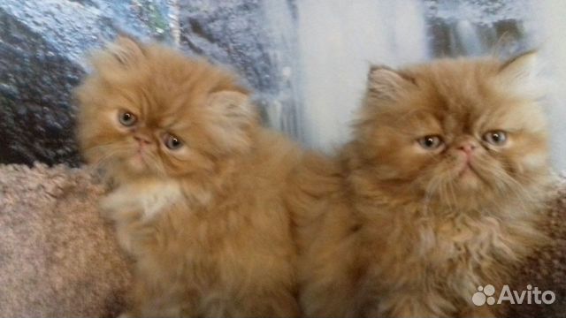 Два персидских котика-солнышка