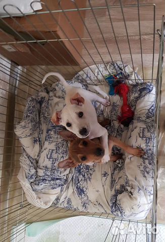 Щенки Джек и Снежок