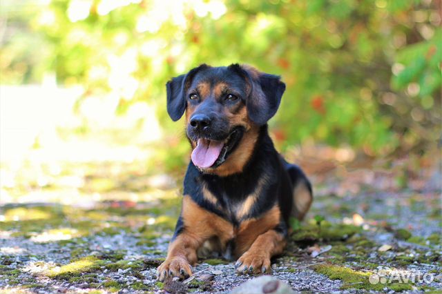 Собачка в добрую семью