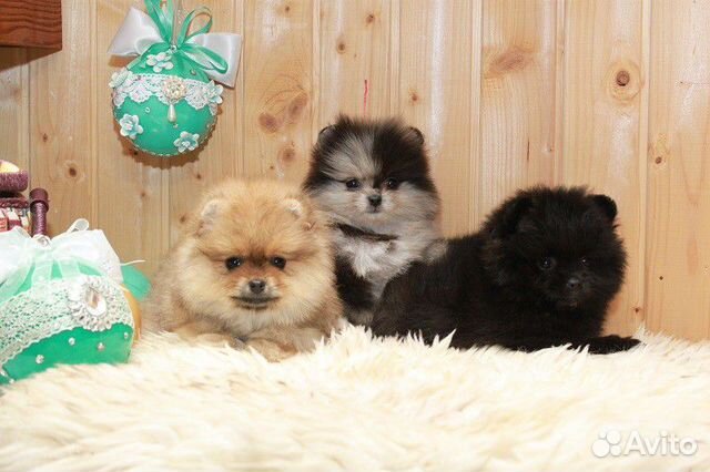 Щенки шпица крем и рыжики