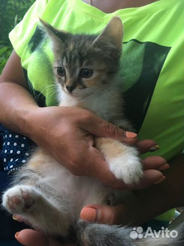 Котёнок Марта4,5 мес