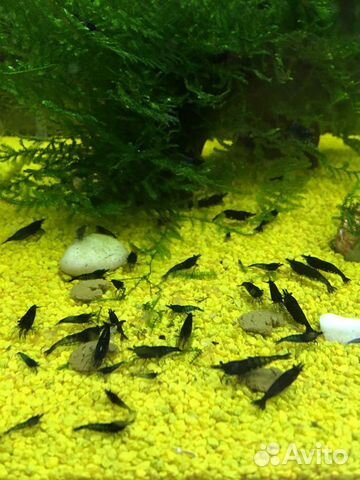 Креветки Blue Dream,мох "Треугольник"