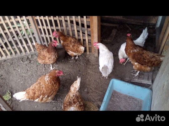 Курицы несушки