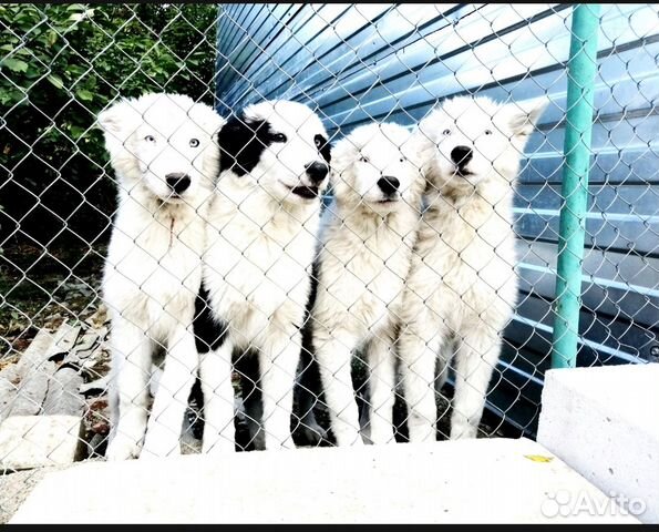 Якутская лайка