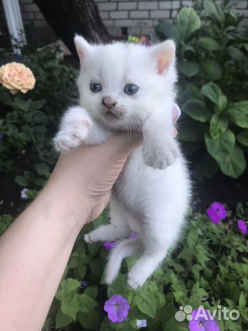 Котёнок шотландец девочка