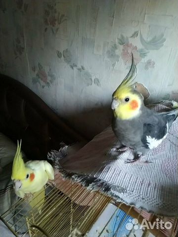 Попугай