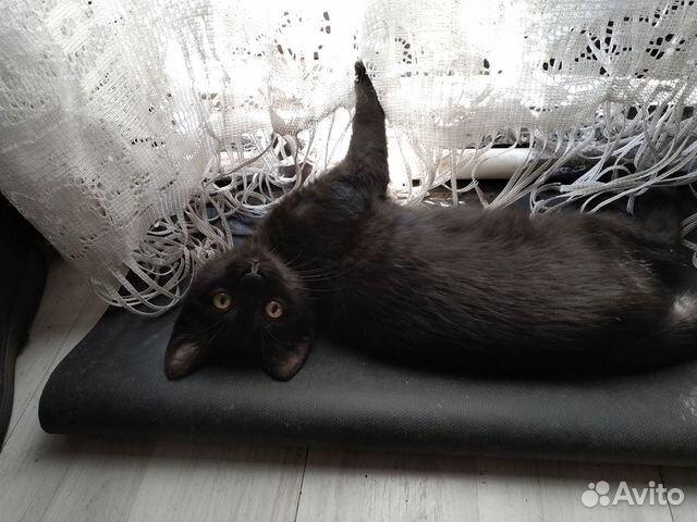 Маленький котенок 2 месяца девочка