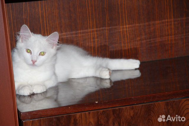 Беляшик ищет дом