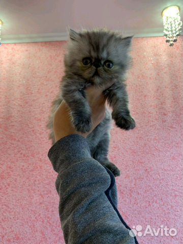 Персидский котенок